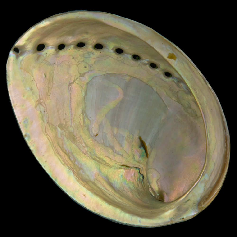 Haliotis Cracherodii - Baja California
