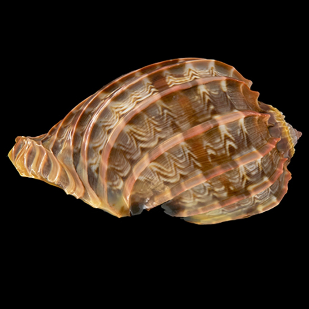 Harpa Cabriti - Madagascar