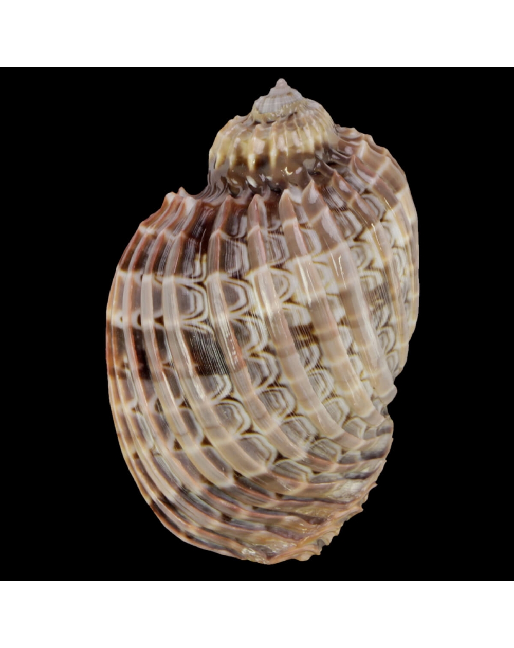 Harpa Cabriti Multicostata