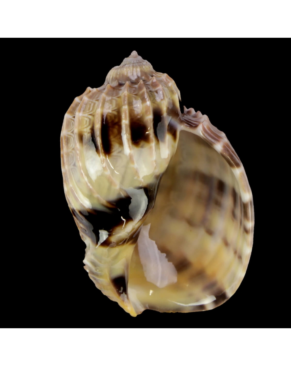 Harpa Cabriti Multicostata