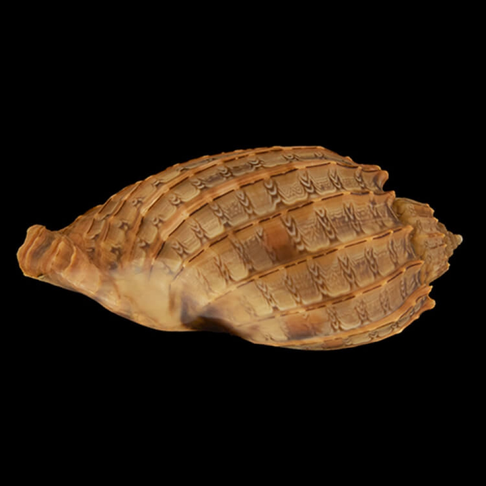 Harpa Doris - Costa D'Avorio