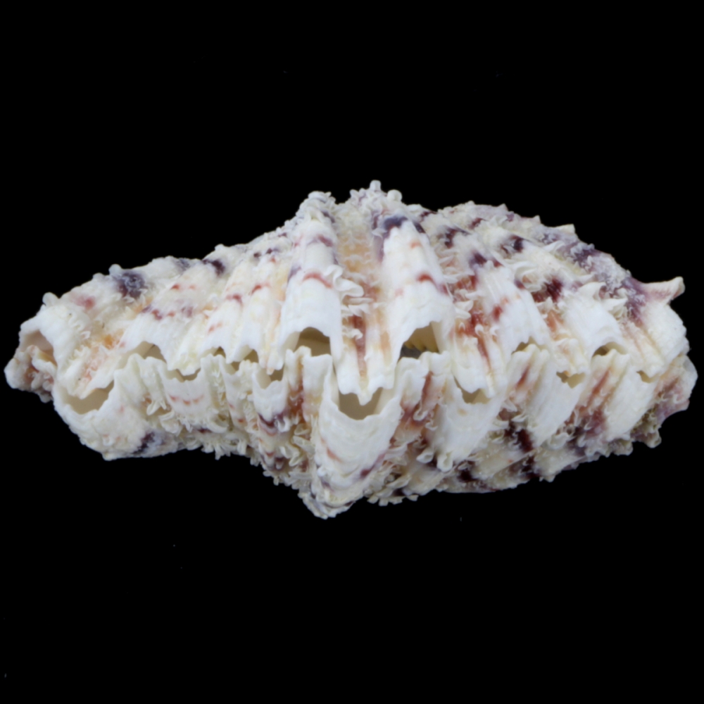 Hippopus Hippopus -Filippine