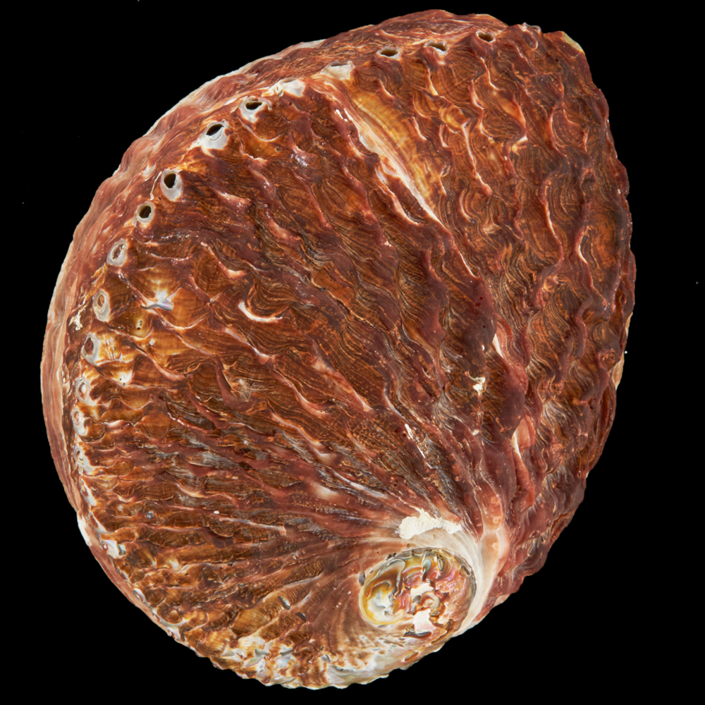 Haliotis Midae - S. Africa