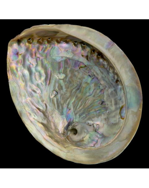 Haliotis Midae - S. Africa