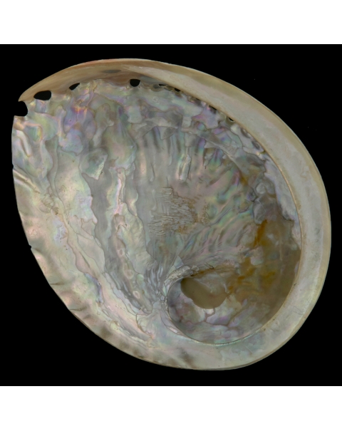 Haliotis Midae - S. Africa