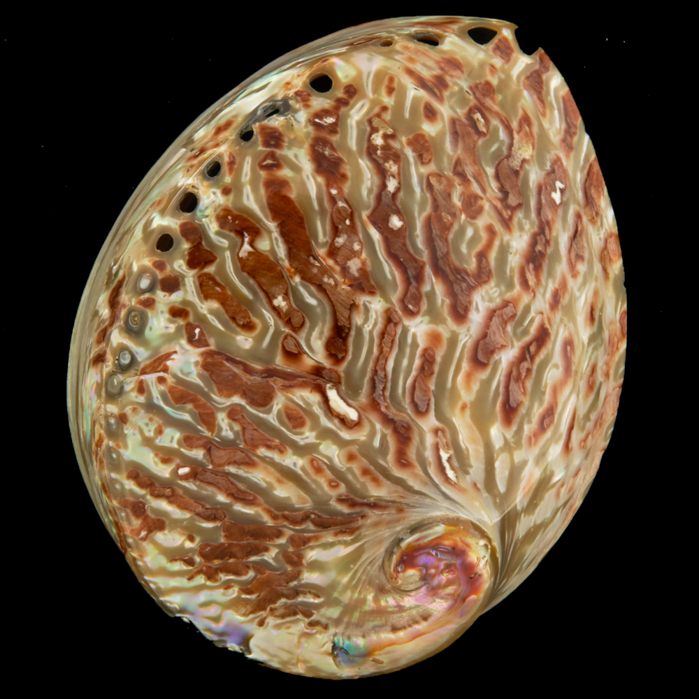 Haliotis Midae - S. Africa