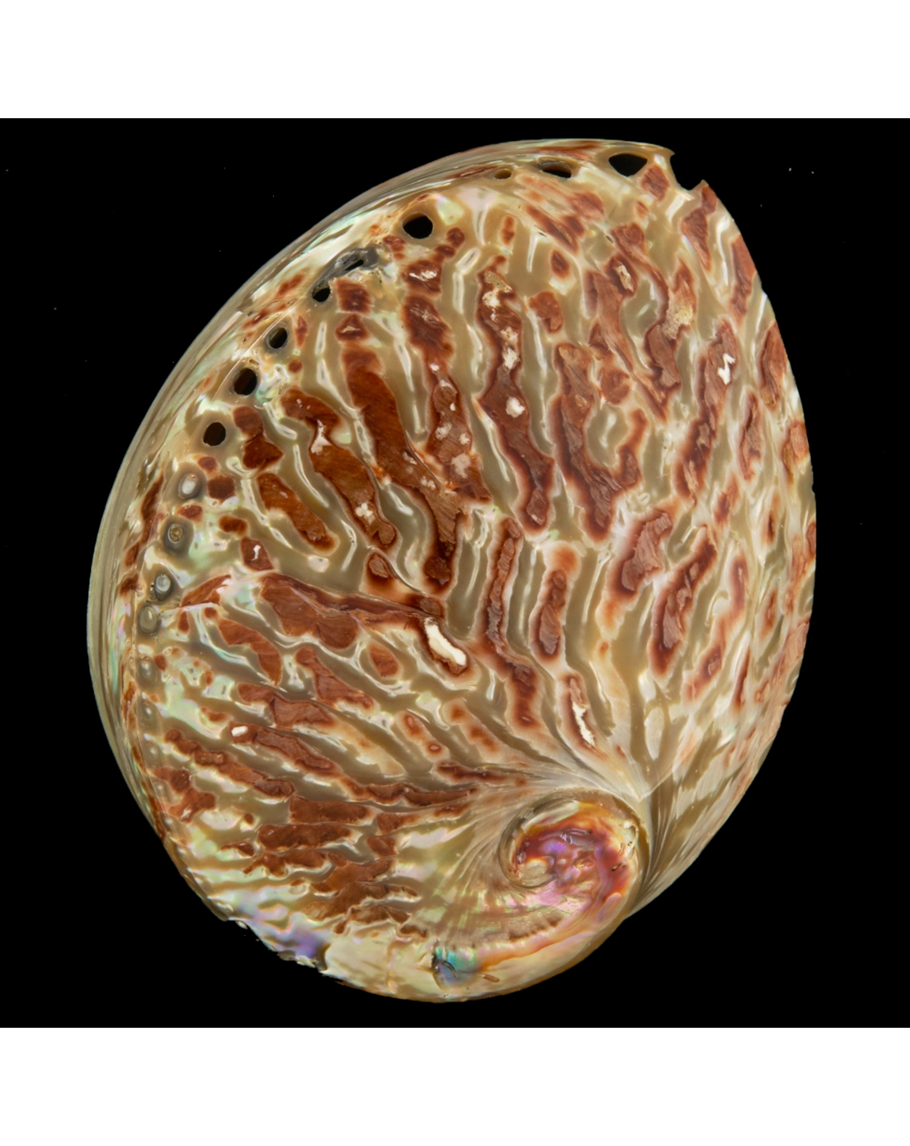 Haliotis Midae - S. Africa