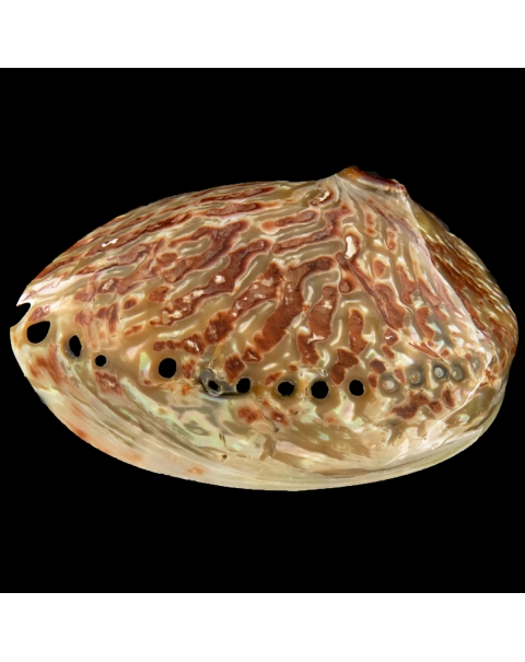 Haliotis Midae - S. Africa