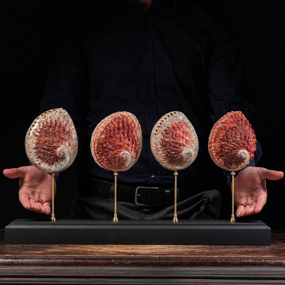 Haliotis Midae su base