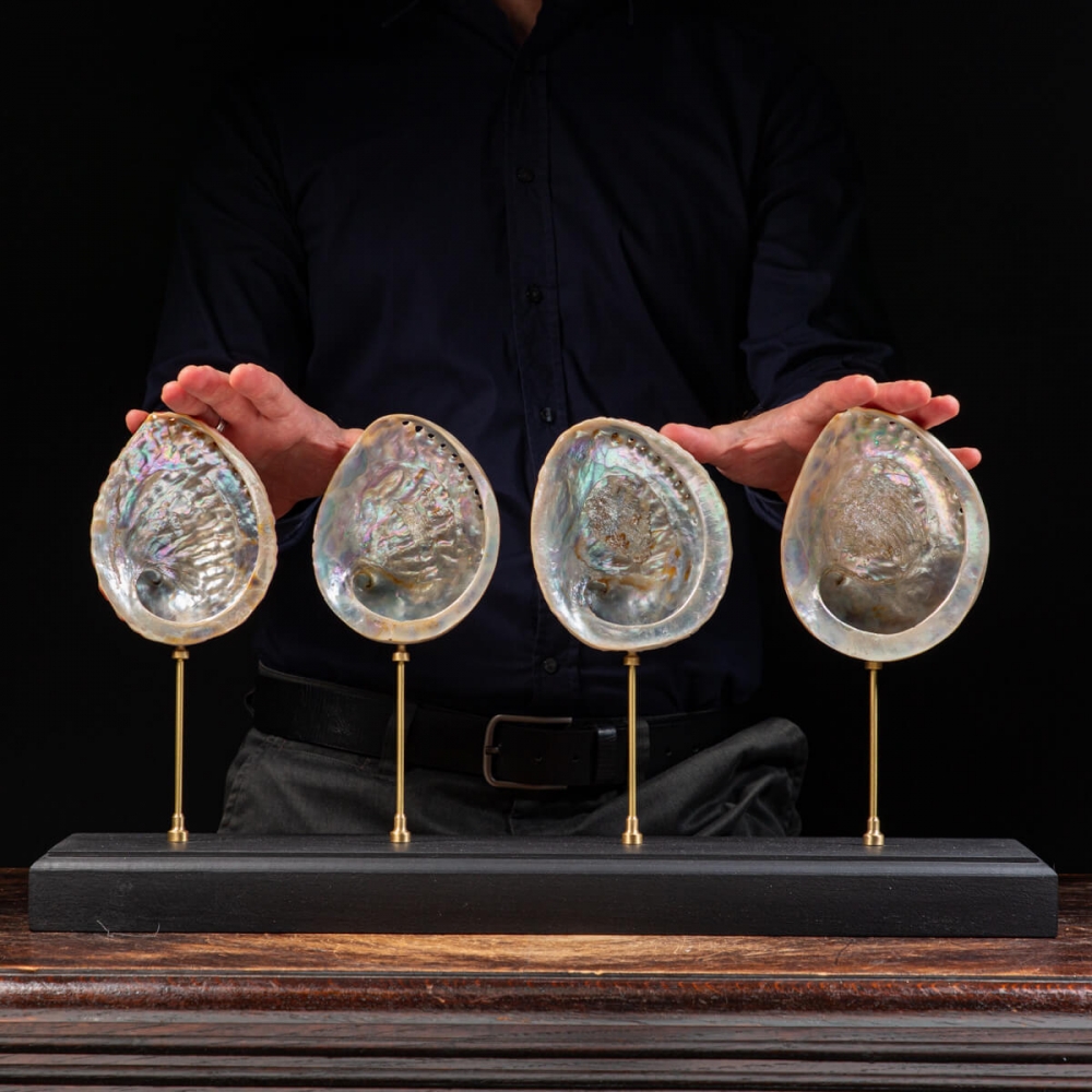 Haliotis Midae su base