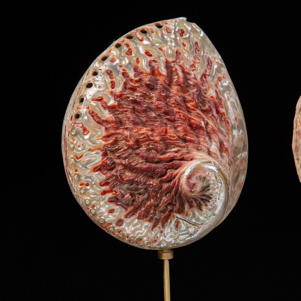 Haliotis Midae su base