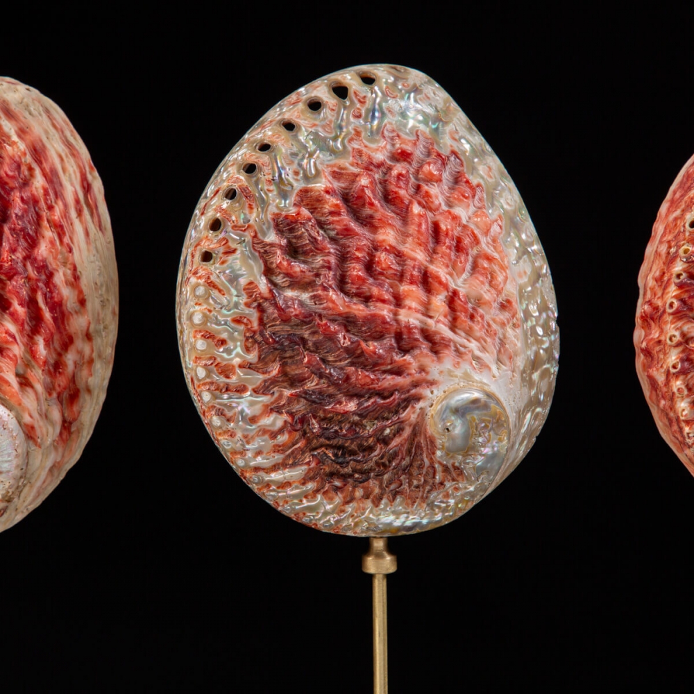 Haliotis Midae su base