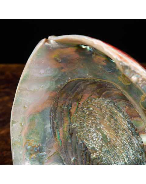 Conchiglia di Abalone Haliotis Rufescens: Un Capolavoro Malacologico