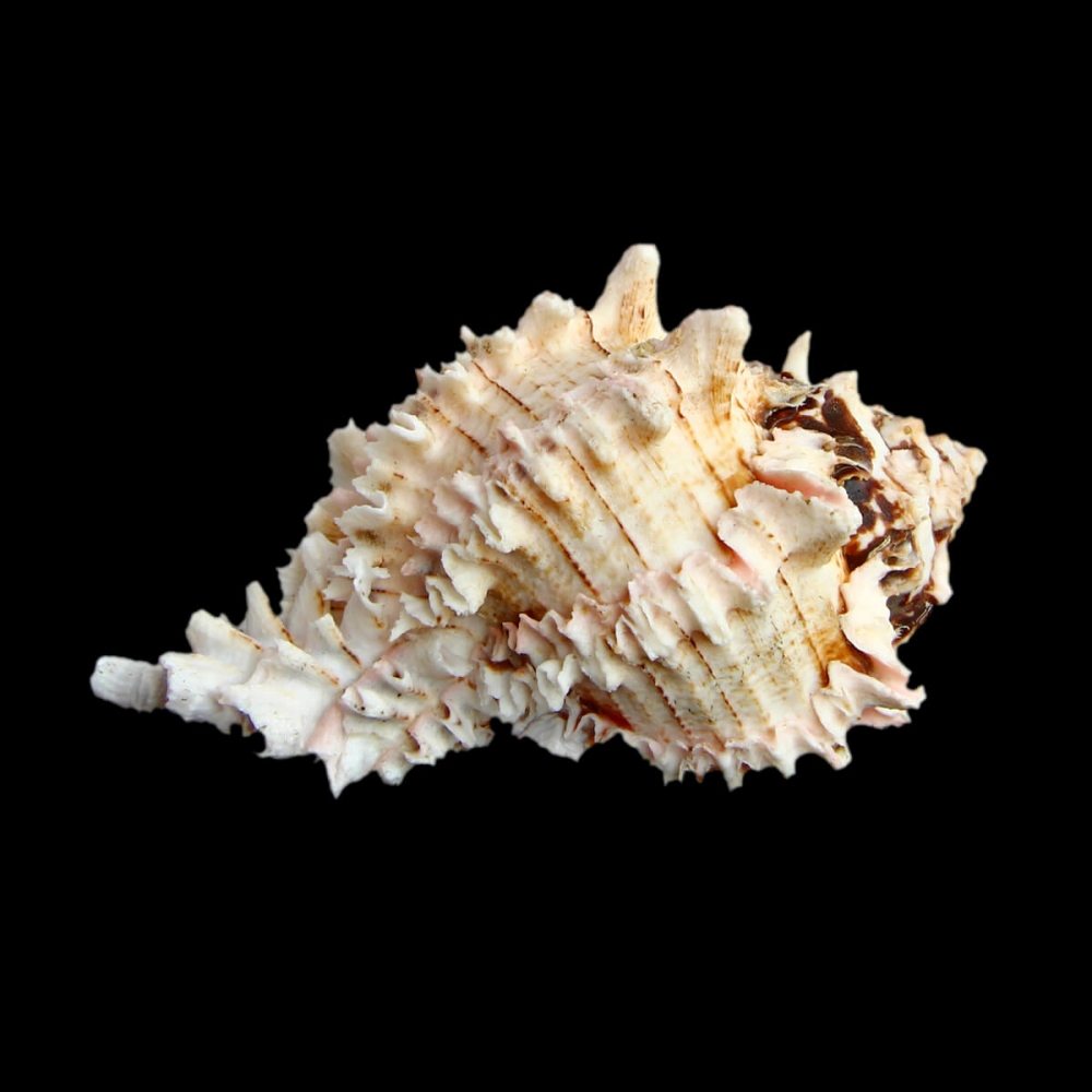 Hexaplex Regius
