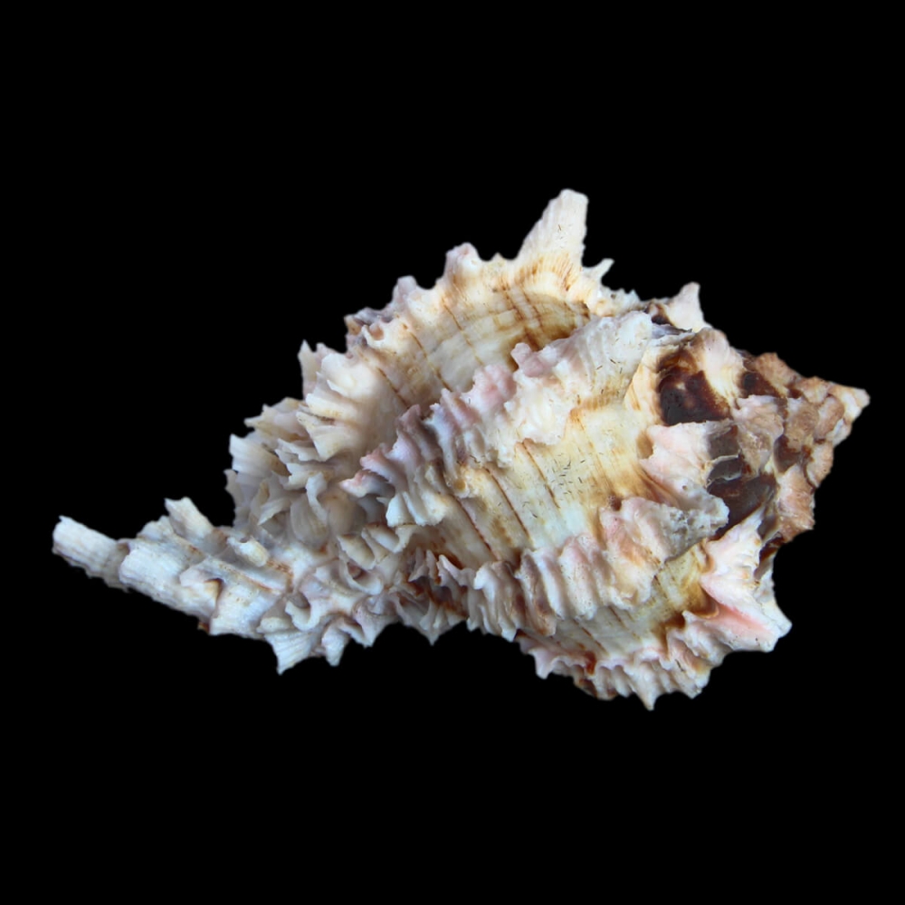 Hexaplex Regius