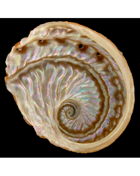 Haliotis Scalaris - Australia