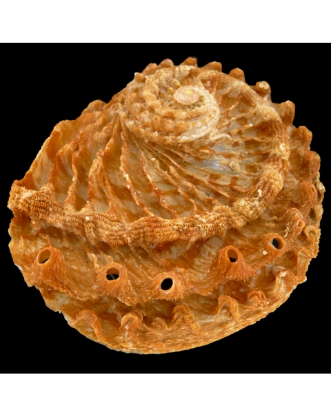 Haliotis Scalaris - Australia