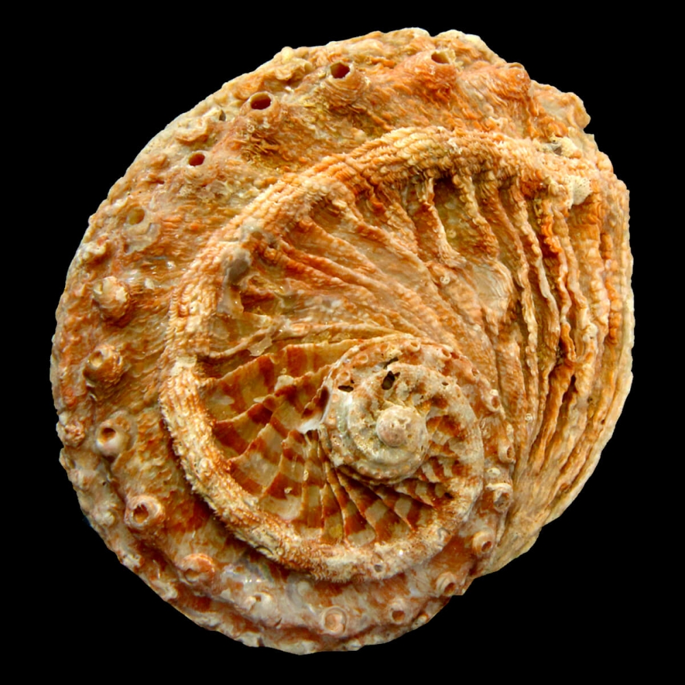 Haliotis Scalaris