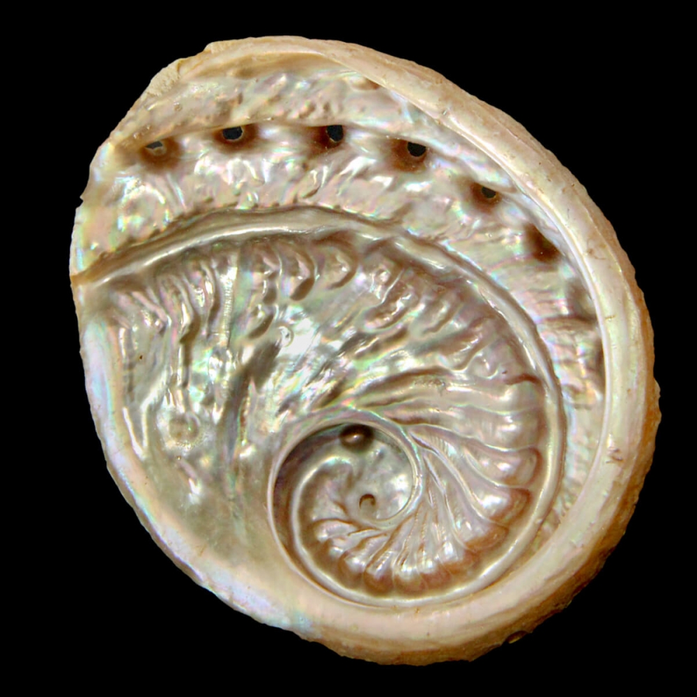 Haliotis Scalaris