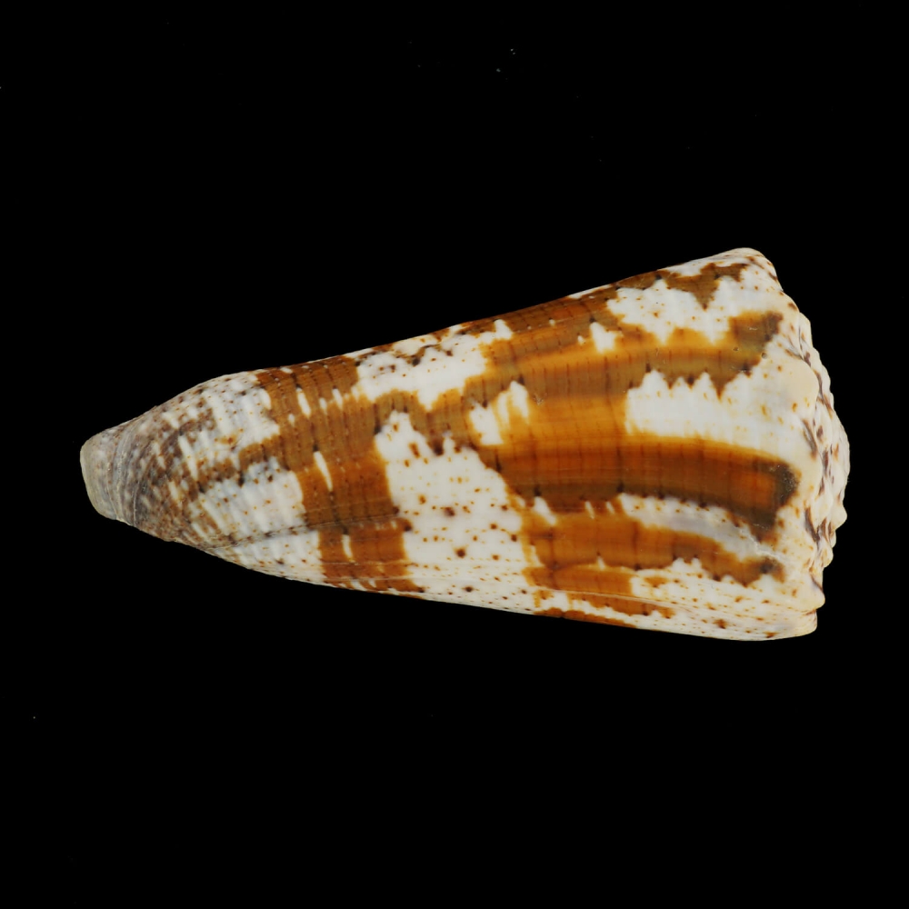 Conus Imperialis Fuscatus - Madagascar
