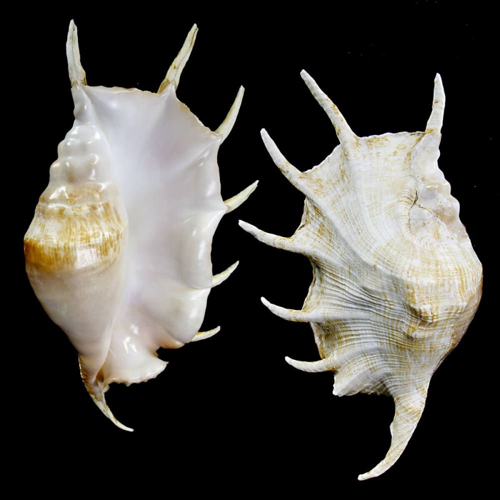 Coralli & Conchiglie - Lambis Truncata