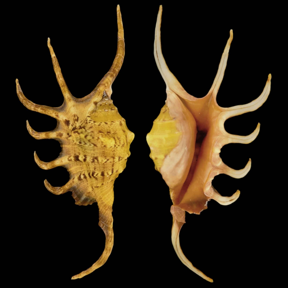 Lambis Crocata - Madagascar