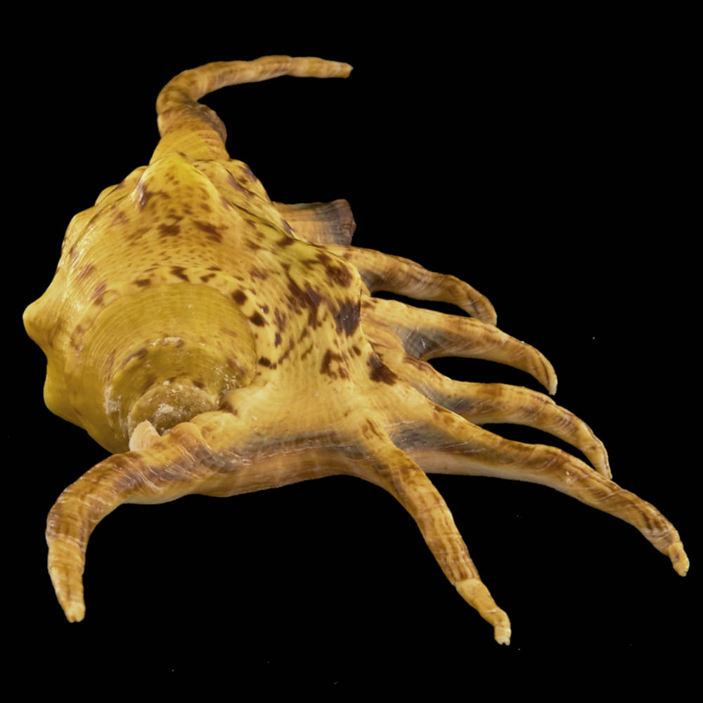 Lambis Crocata - Madagascar