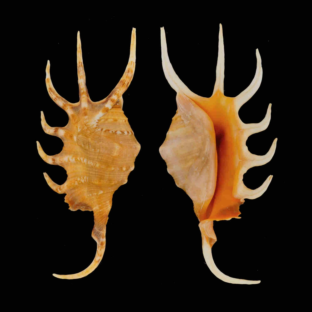 Lambis Crocata - Madagascar