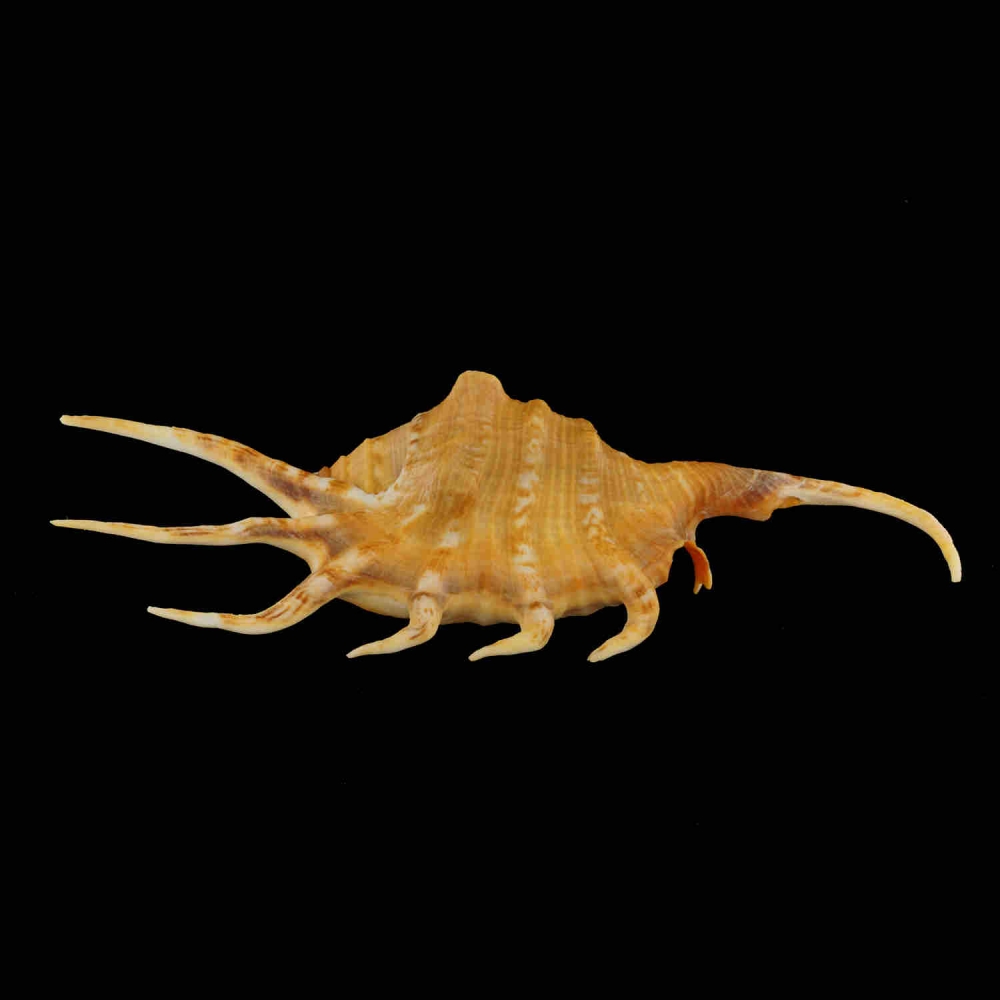 Lambis Crocata - Madagascar