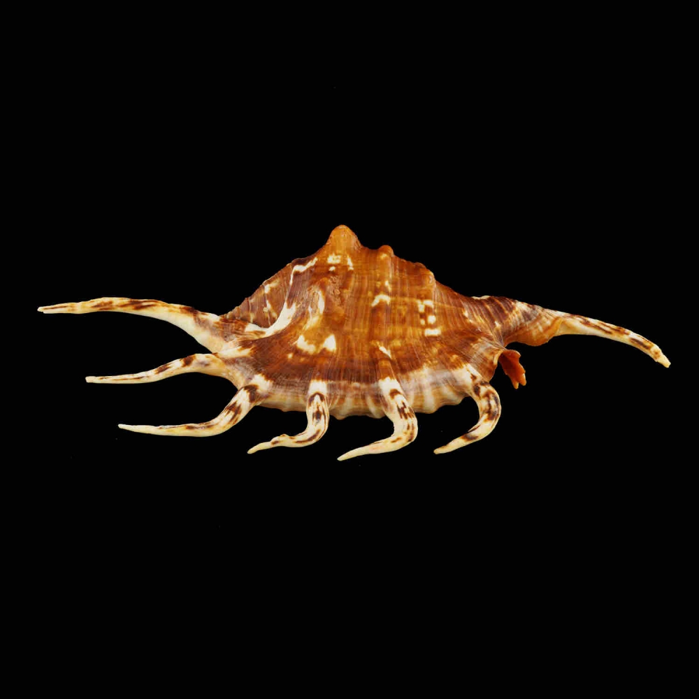 Lambis Crocata - Madagascar