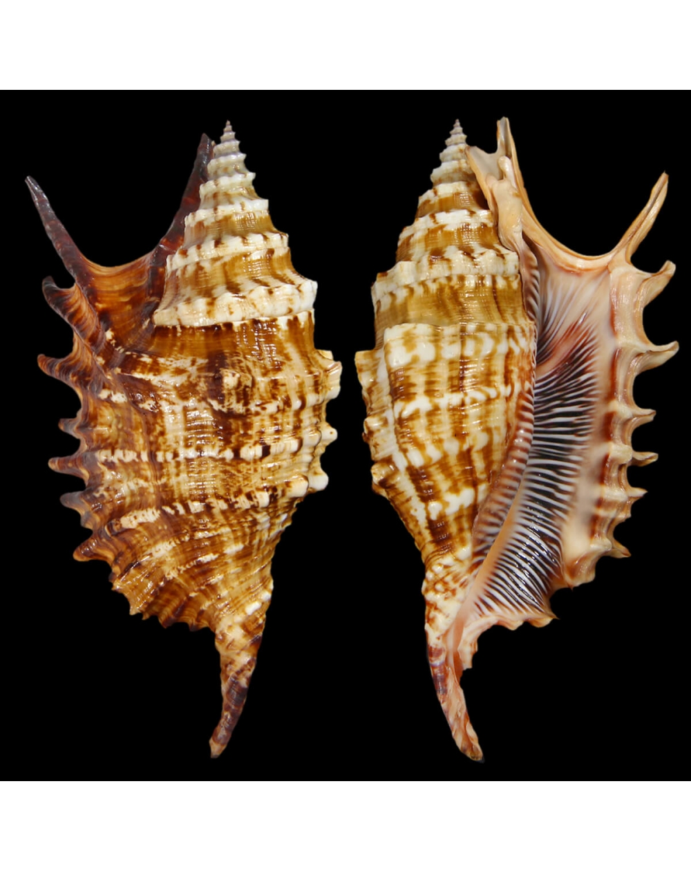 Lambis Digitata
