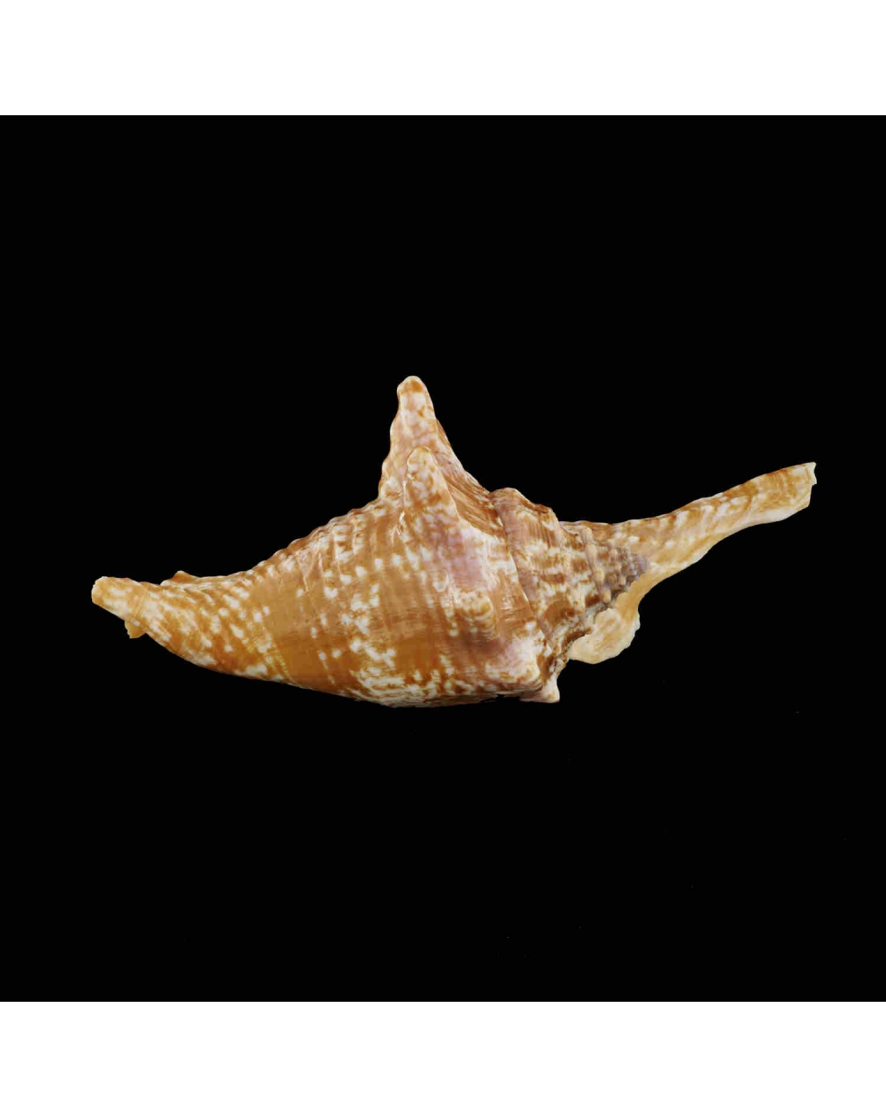 Lobatus Gallus﻿ - Brasile