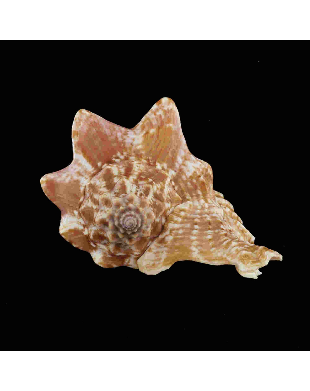 Lobatus Gallus﻿ - Brasile