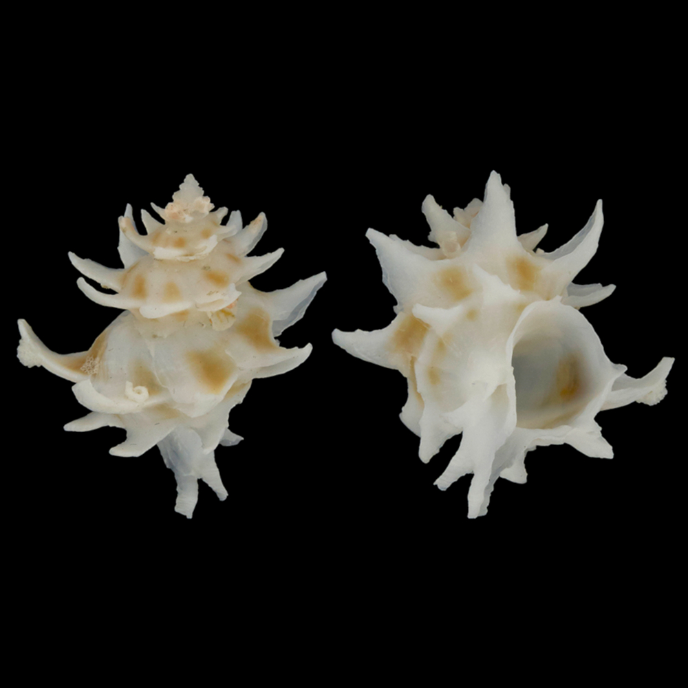 Babelomurex Spinosus - Giappone