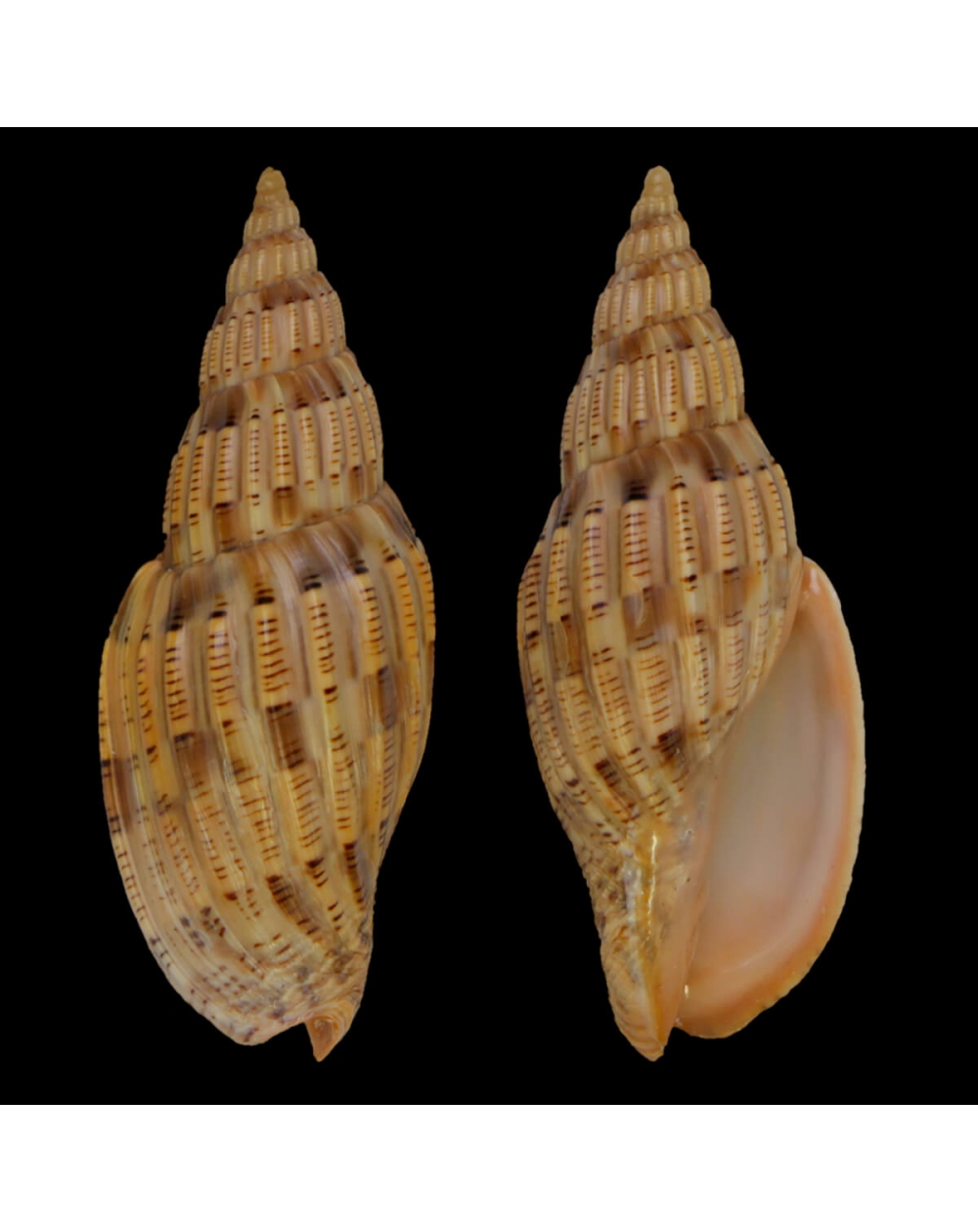 Lyria Lyraeformis