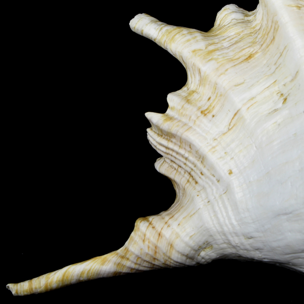 Lambis Harpago Chiragra - Australia