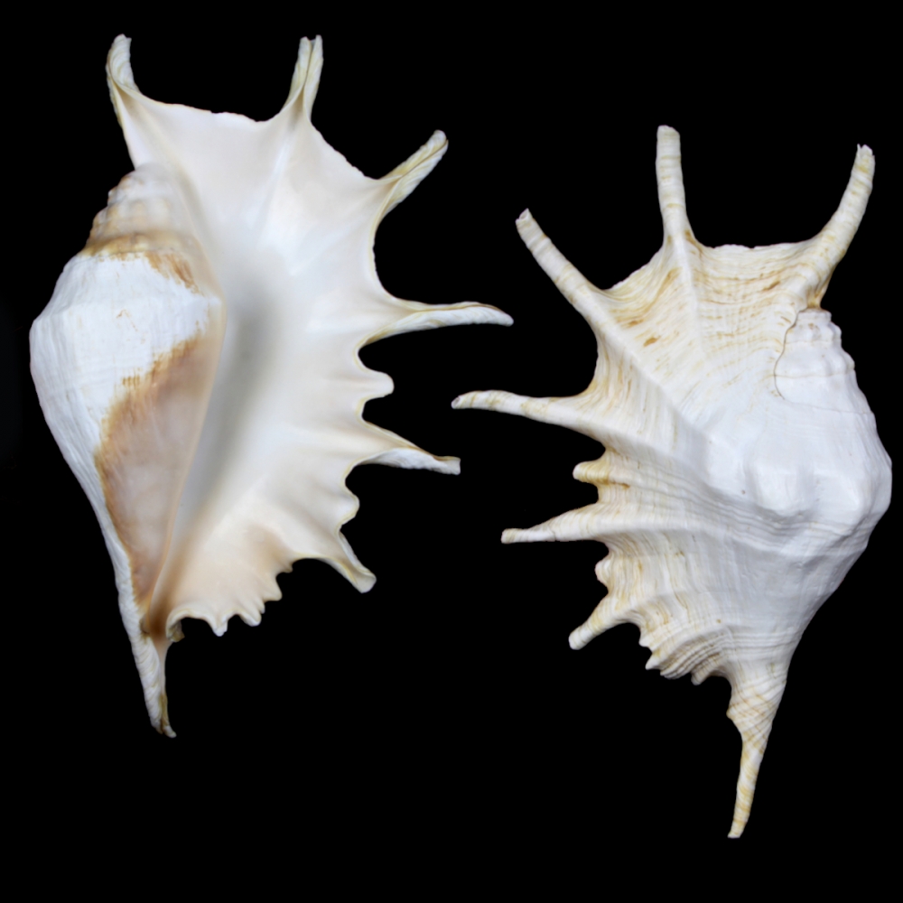 Lambis Harpago Chiragra - Australia