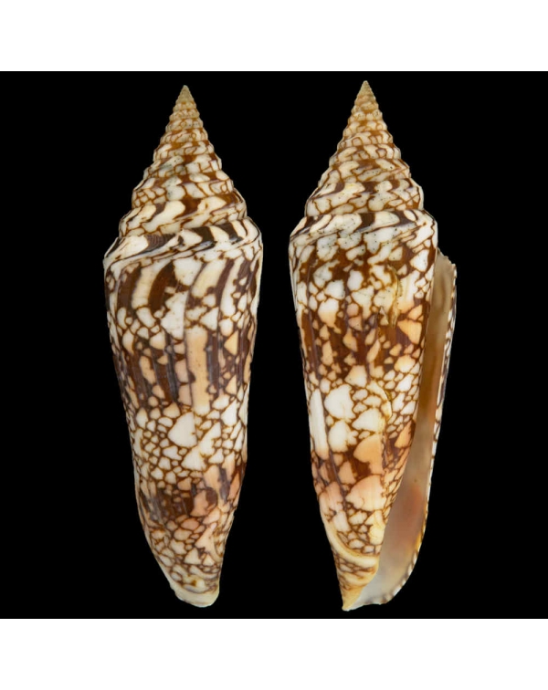 Conus Milneedwardsi Clytospira