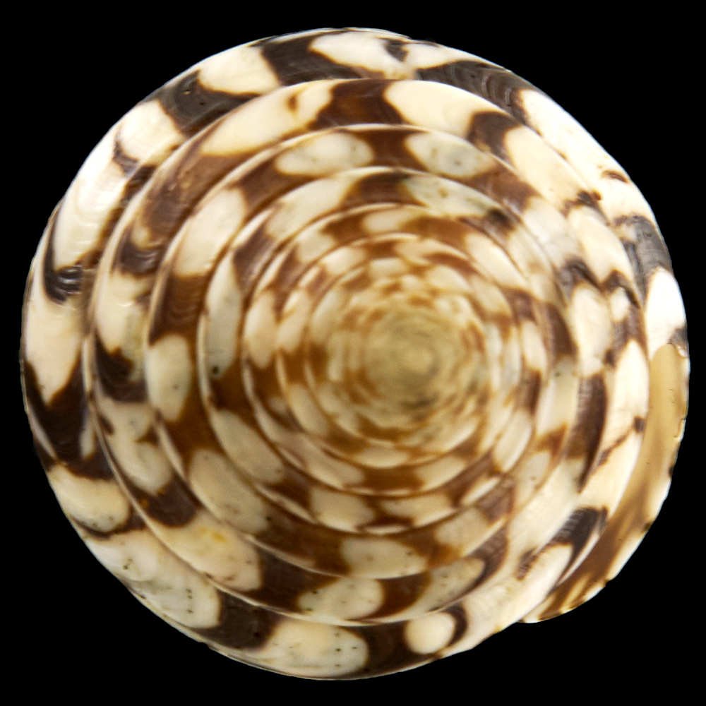 Conus Milneedwardsi Clytospira