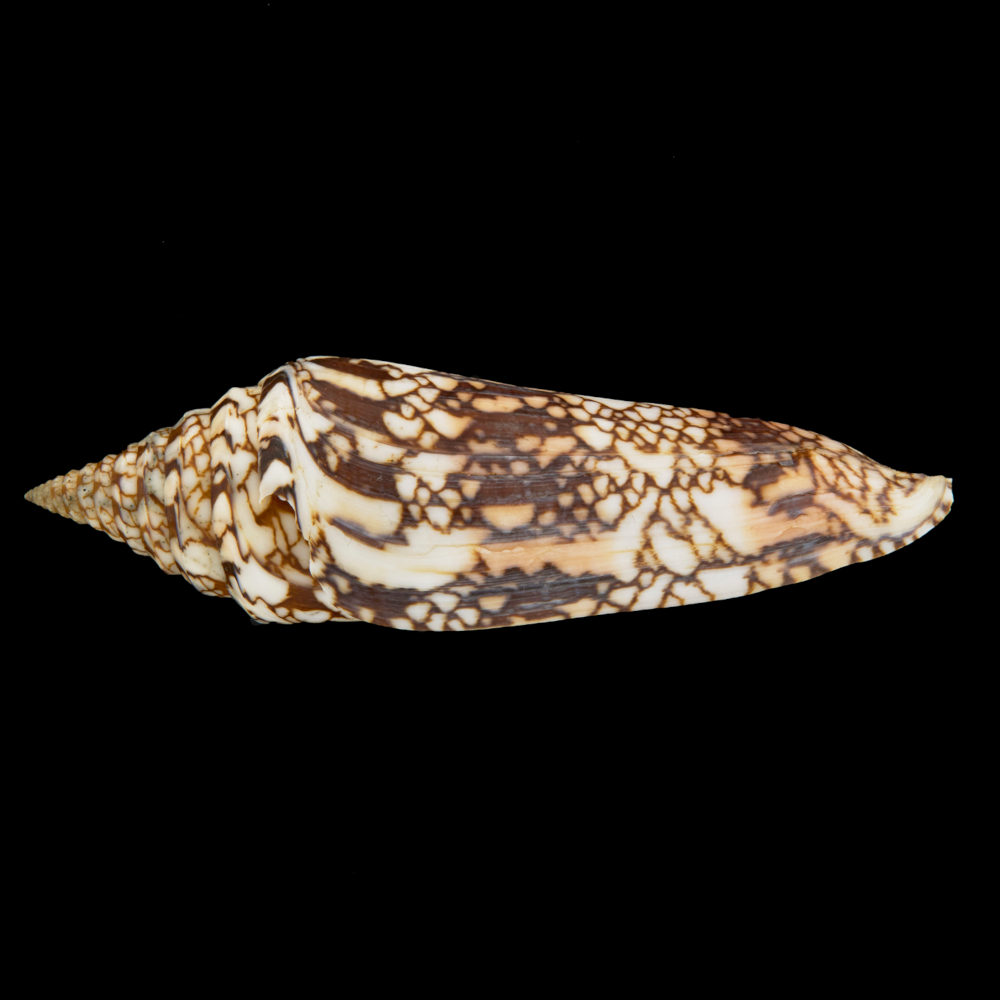 Conus Milneedwardsi Clytospira