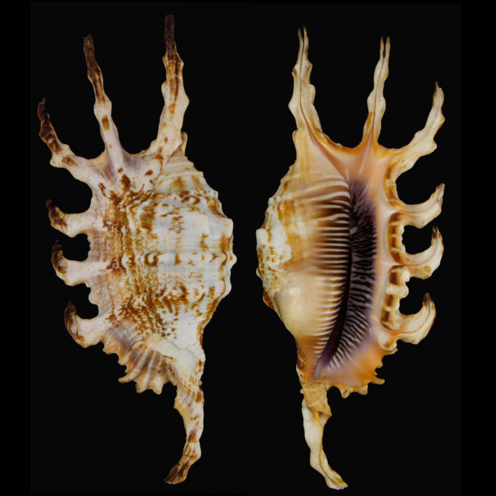 Lambis Scorpius - Madagascar