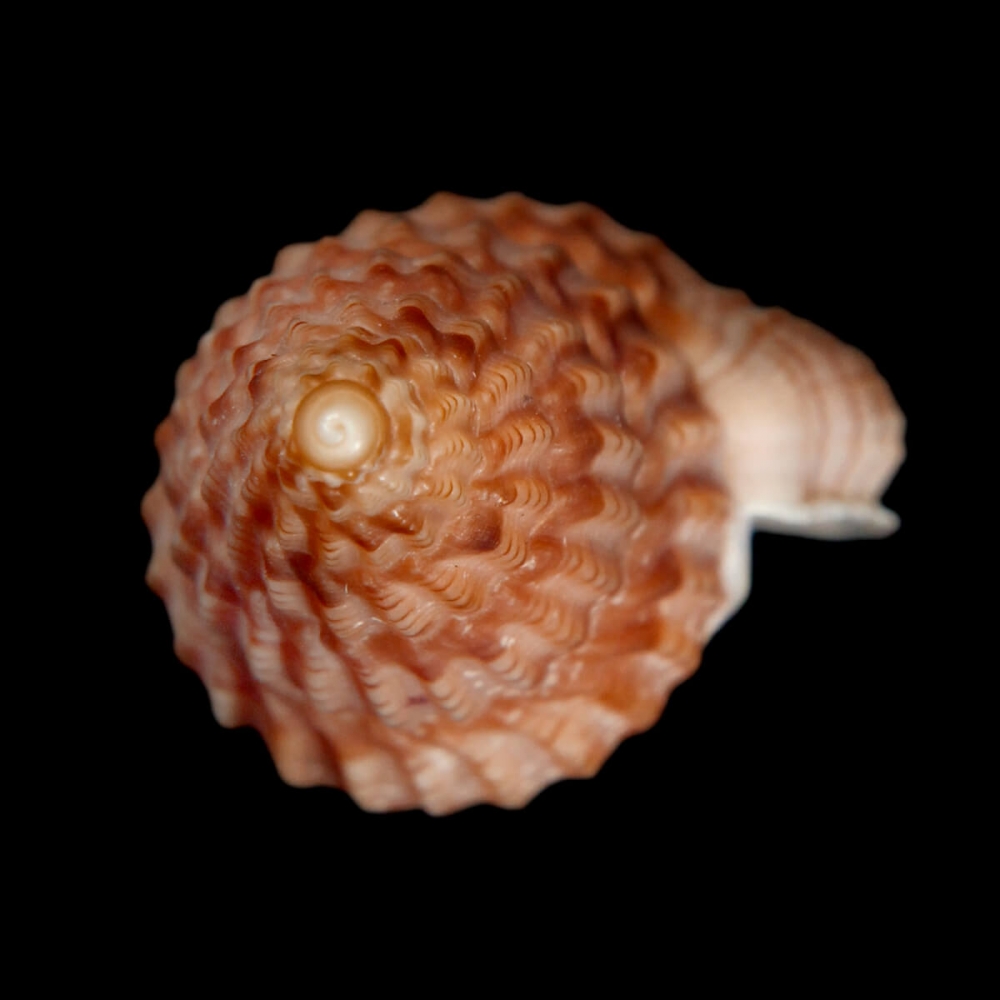 Lyria Solangeae