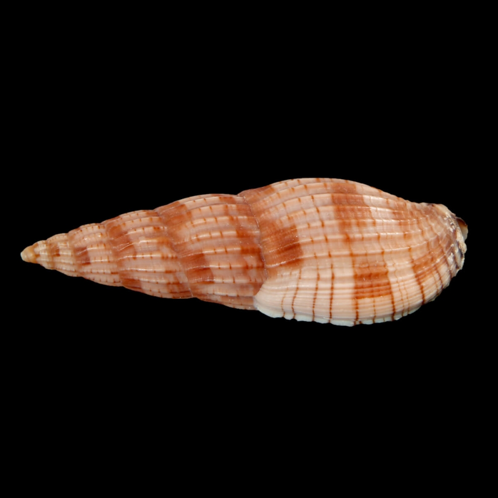 Lyria Solangeae