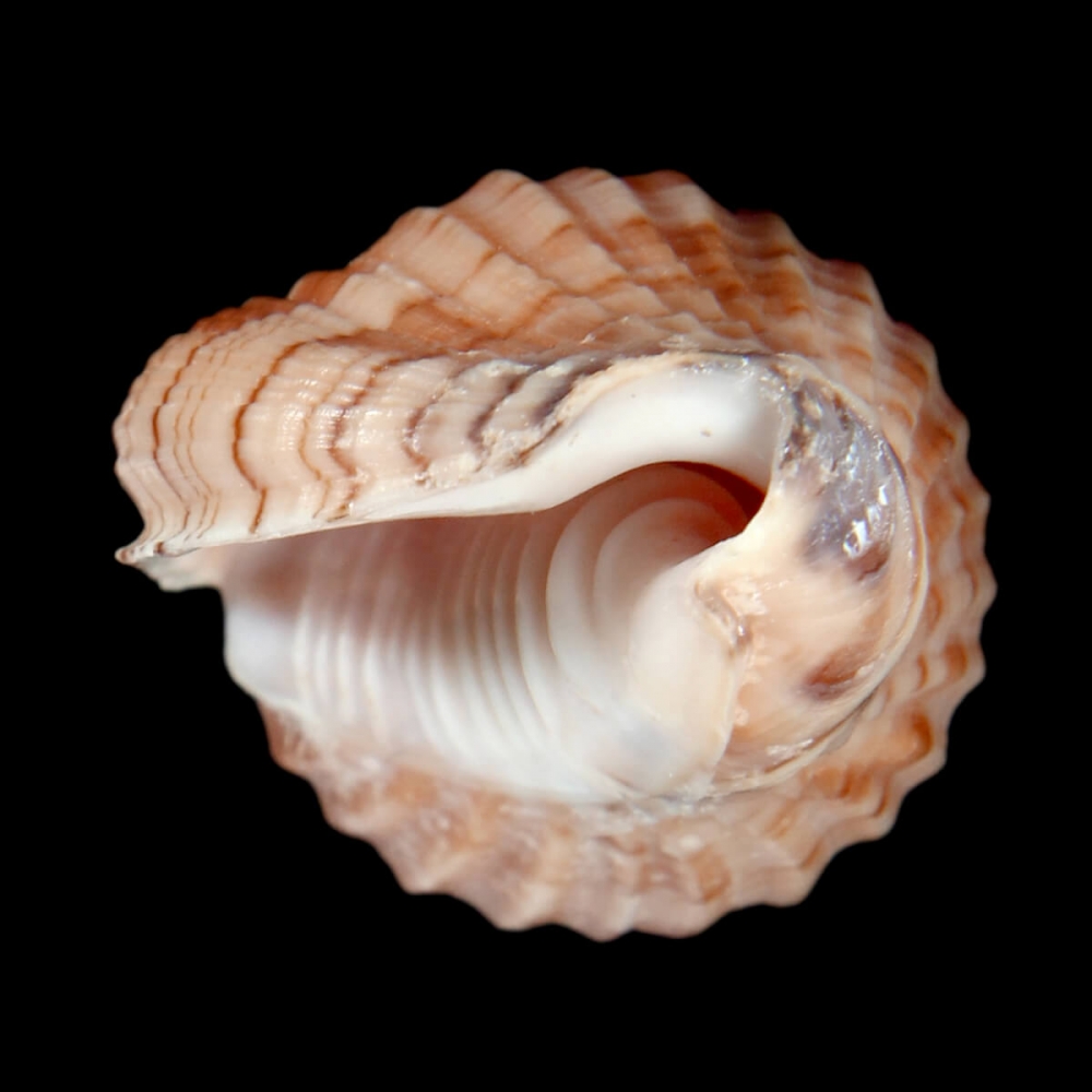 Lyria Solangeae