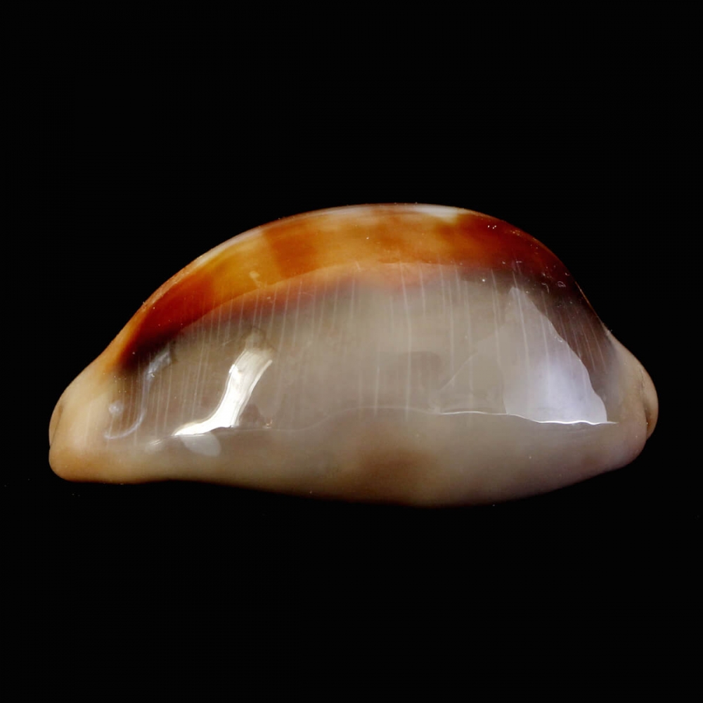 Lyncina Ventriculus
