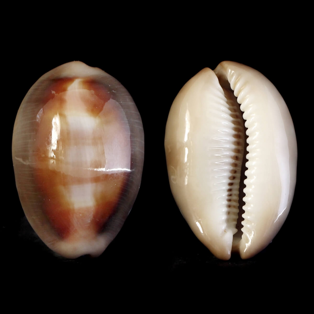 Lyncina Ventriculus