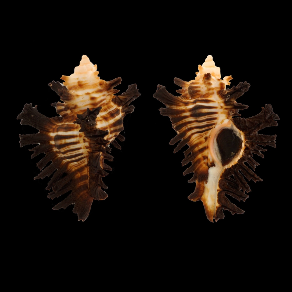 Murex Adustus "Chicoreus Brunneus" - Filippine