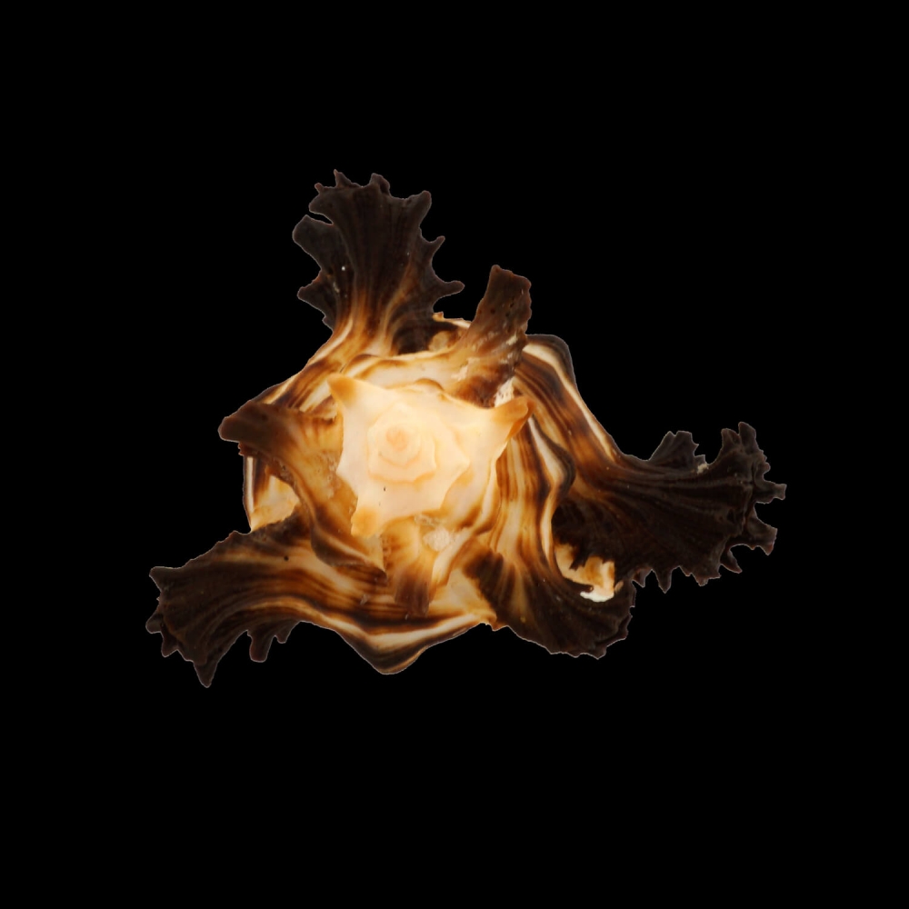 Murex Adustus "Chicoreus Brunneus" - Filippine