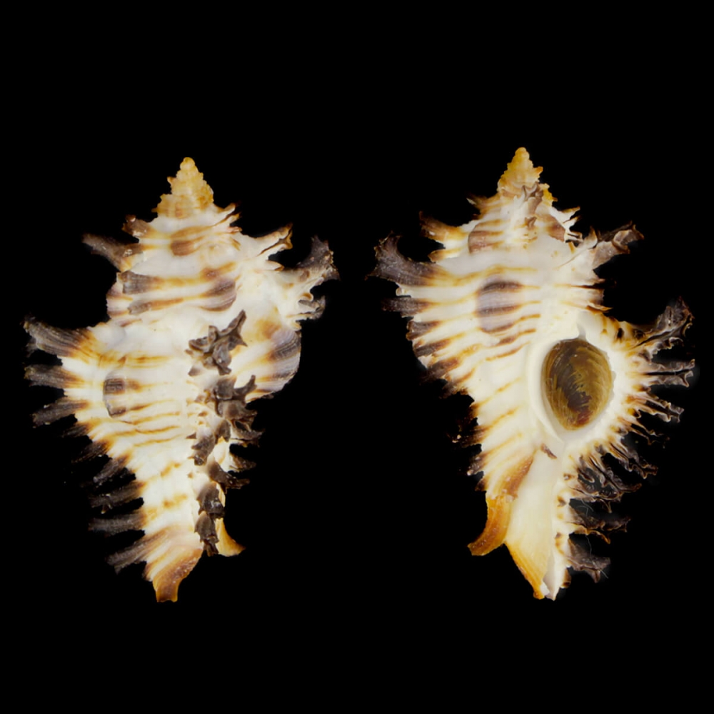 Chicoreus Brunneus BLACK & WHITE