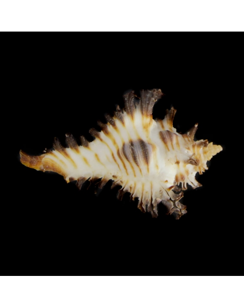 Chicoreus Brunneus BLACK & WHITE